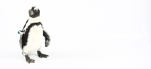 Basic Guide to Google's Panda, Penguin and Hummingbird updates